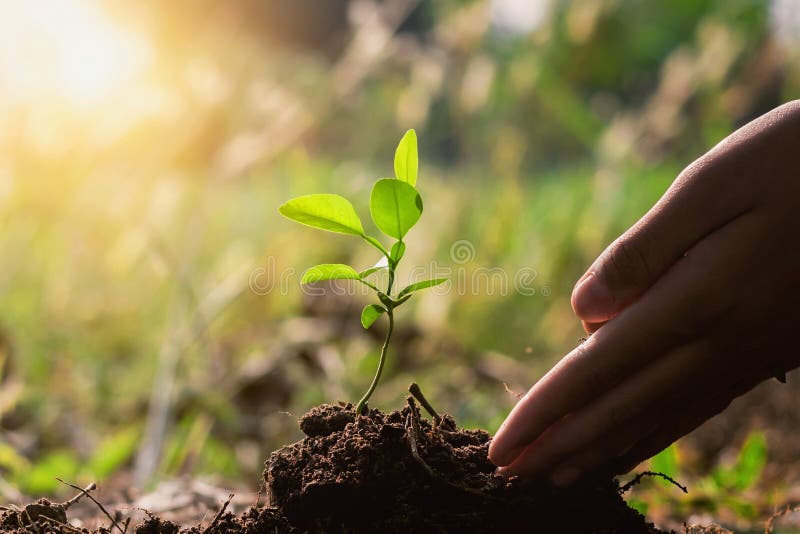 Hand Planting Tree in Garden. Eco Stock Image - Image of family, global ...