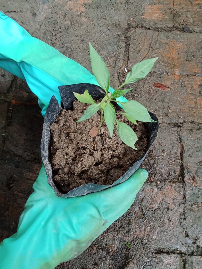A Hand Planting Vegetable Seeds Yang Begitu Indah Stock Photo - Image ...