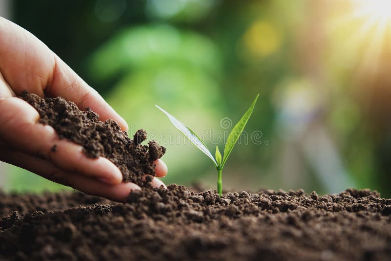 Hand Planting Young Tree in Nature in Morning Stock Photo - Image of ...