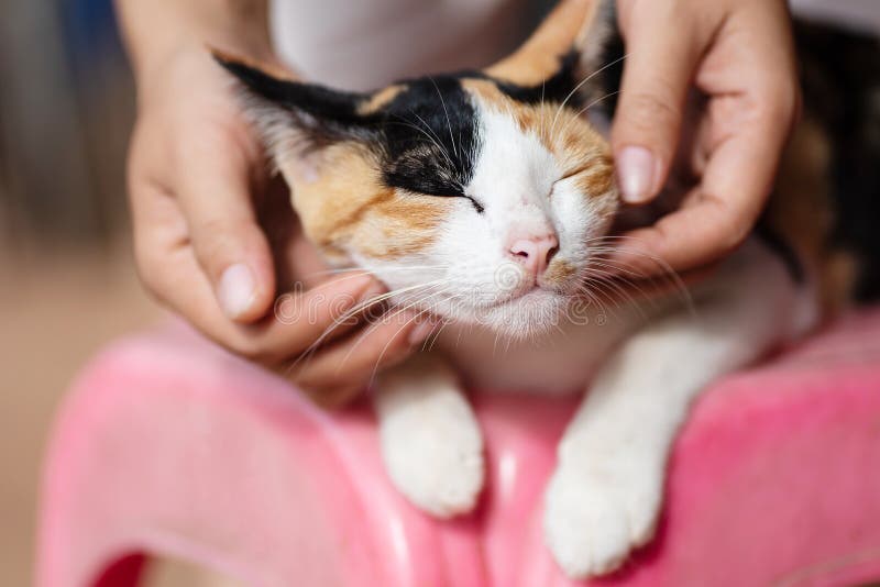 Hand Playing with Cat by Chin Scratching Stock Photo - Image of chin ...