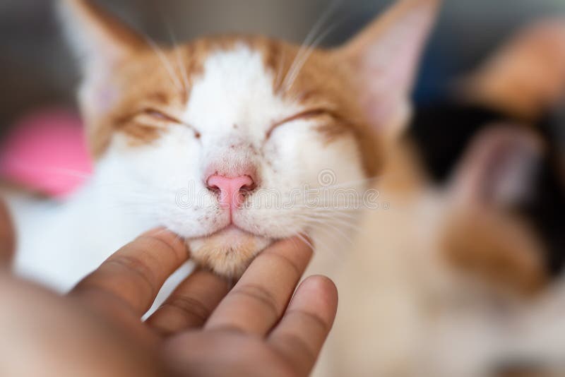 Scratching His Chin, Playing With Cats. Stock Photo - Image of funny ...