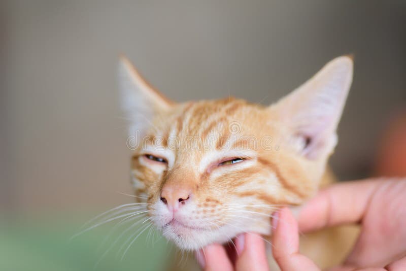 Hand Playing with Ginger Cat Face Stock Photo - Image of face, ginger ...