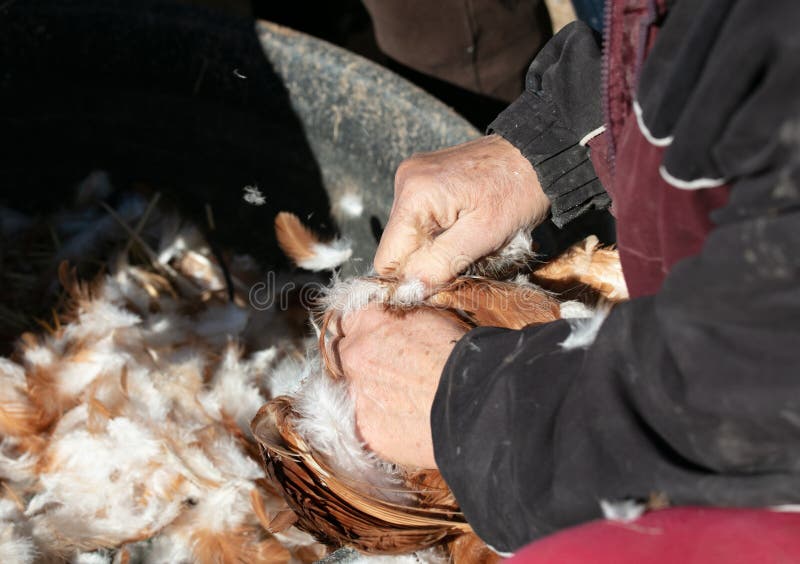 Hand plucking a dead hen stock image. Image of pluck - 233481007