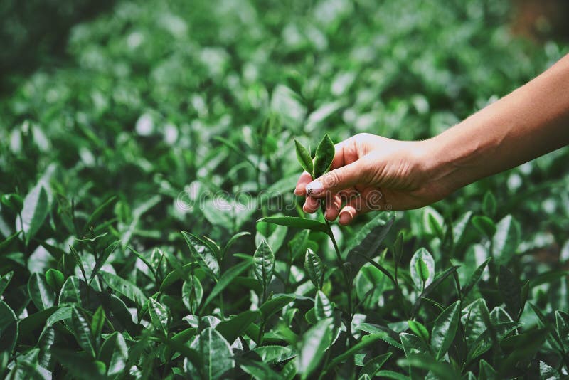349 Plucking Tea Leaf Hand Stock Photos - Free & Royalty-Free Stock ...