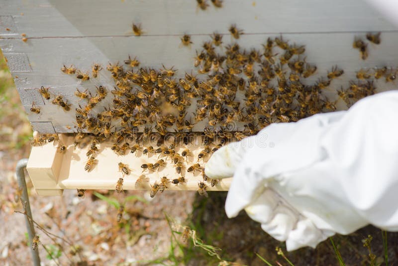 Hand Pointing To Bees on Hive Stock Image - Image of wildlife, natural ...
