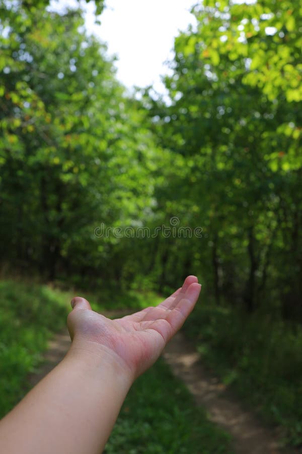 Hand Pointing To a Path in the Forest Stock Image - Image of green ...