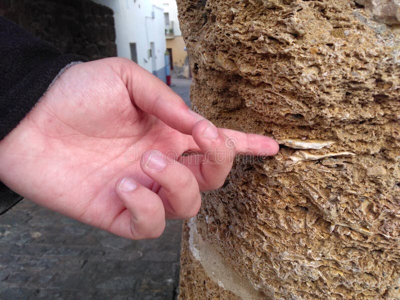 Shell stock photo. Image of shell, ancient, historic - 123403628