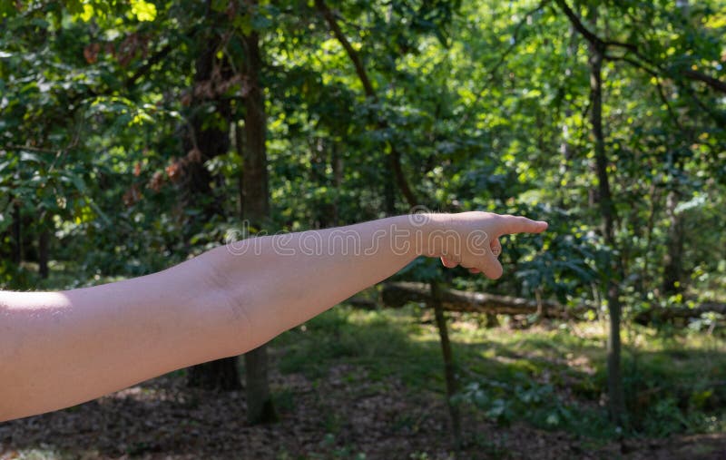 Hand Points the Way in Forest, Pointing Finger, Pointing To Forest ...