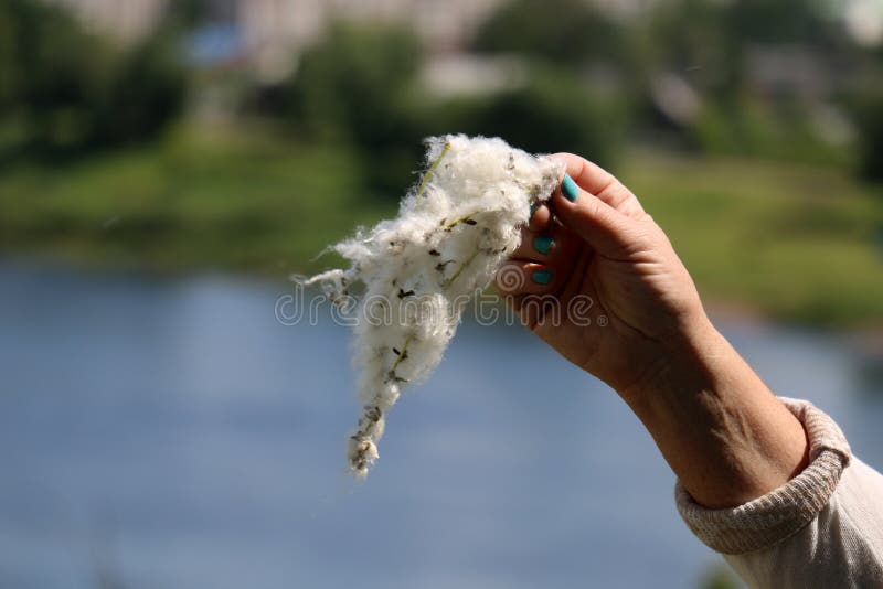 At hand poplar fluff stock photo. Image of reeds, poplar - 75082940