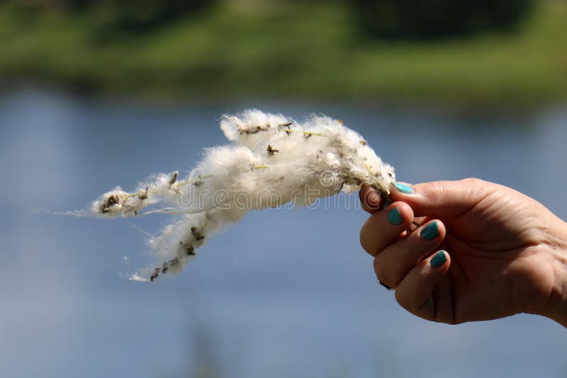 At hand poplar fluff stock photo. Image of reeds, people - 75082956