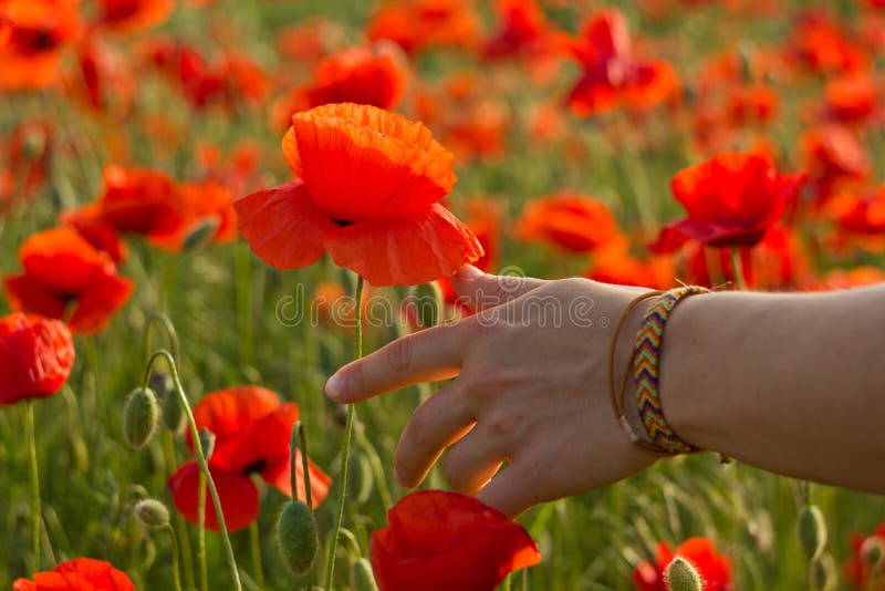 Hand on Poppy Field Close-up Stock Image - Image of land, garden: 52592783
