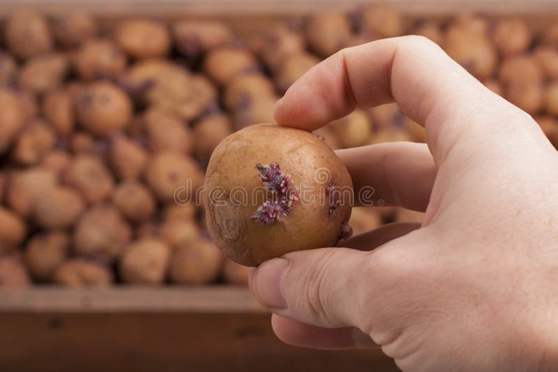 Happy Farmer Show His Organic Potato Stock Photo - Image of agriculture ...