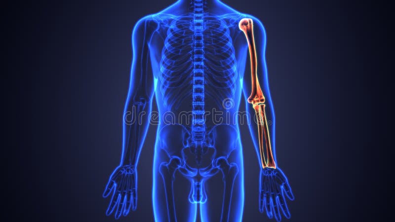 3d Illustration of Skeleton Hand Bones Anatomy Stock Illustration ...