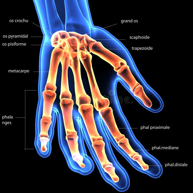 3d Illustration of Skeleton Hand Bone Anatomy. Stock Illustration ...