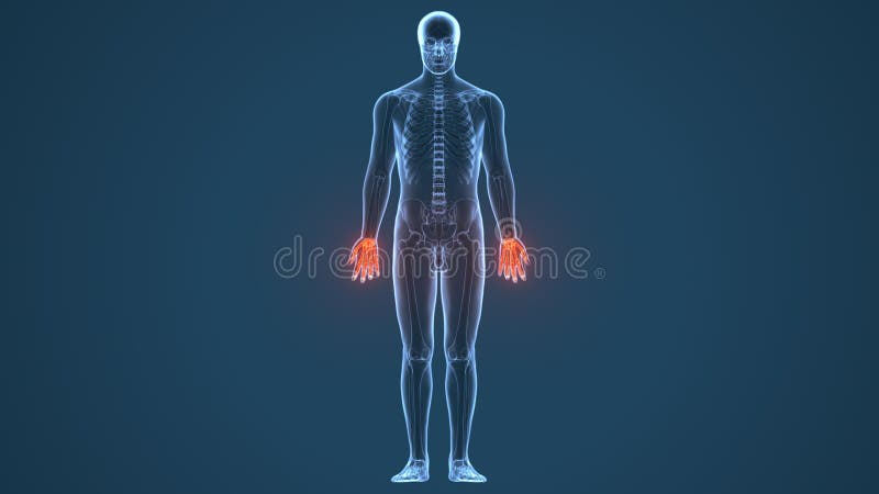 3d Rendered Anatomy Illustration of a Human Skeletal Hand Stock ...