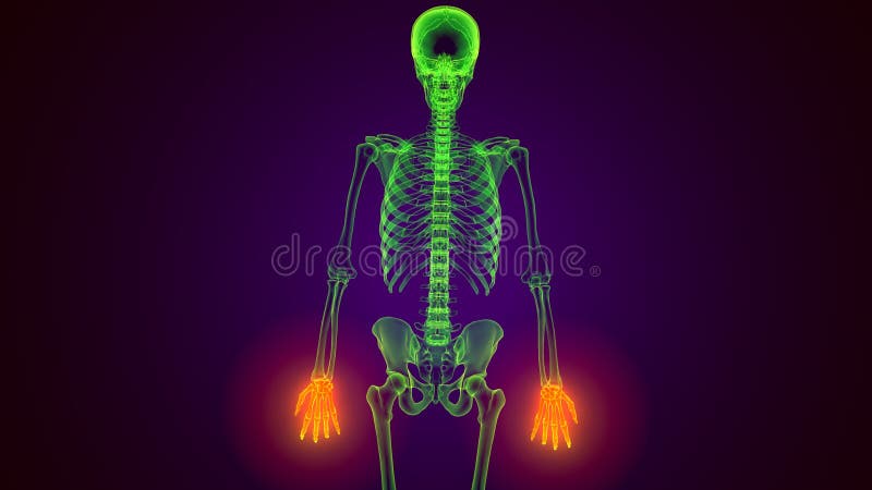 3d Render of Human Skeleton Hand Bone Anatomy Stock Illustration ...