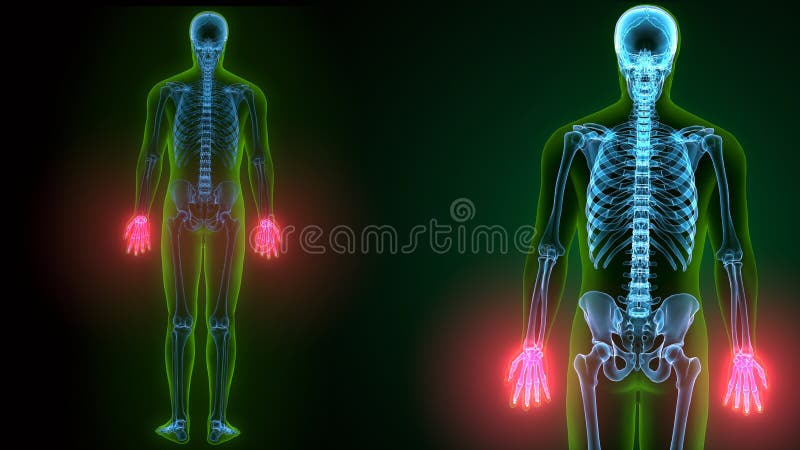 3d Render of Human Skeleton Hand Bone Anatomy Stock Illustration ...