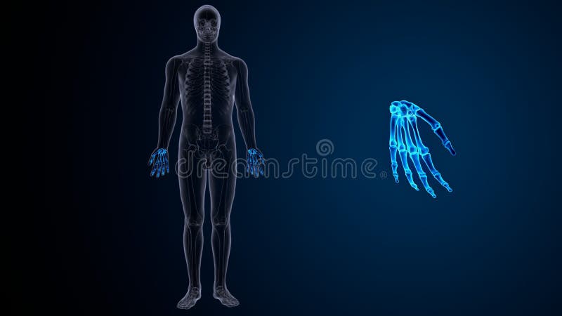 3d Render of Human Skeleton Hand Bone Anatomy Stock Illustration ...