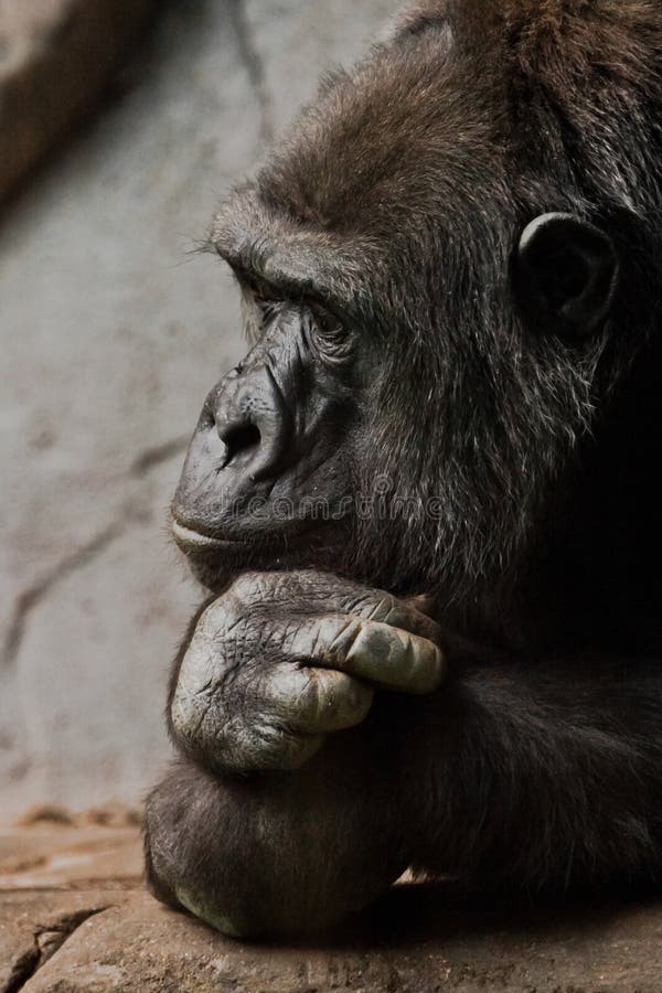 Hand Props His Head. Monkey Anthropoid Gorilla Female. a Symbol of ...