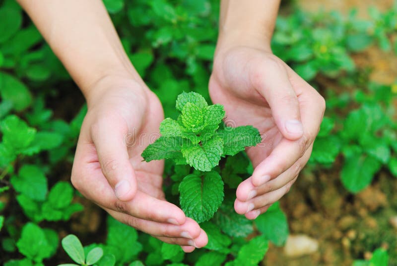 Hand protect mint stock image. Image of agriculture, orgaic - 26508911