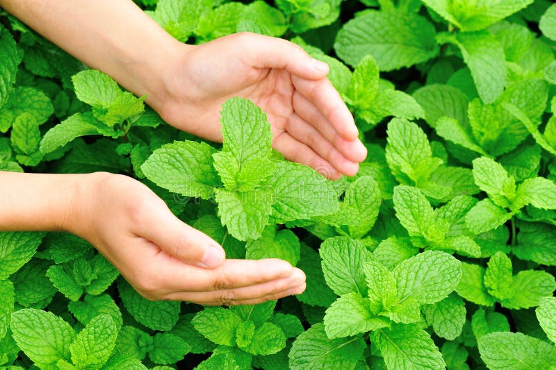 Hand protect mint stock image. Image of mint, farm, nature - 43535659