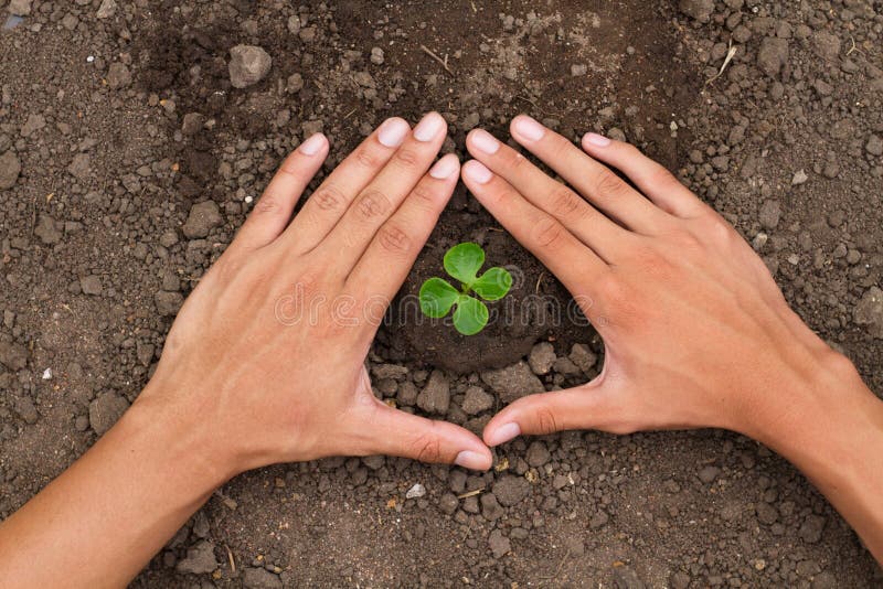 Hand Protect Small Tree Grow on Soil Background Stock Photo - Image of ...