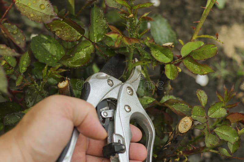 Pruner for Pruning Rose Bushes Plants Stock Image - Image of green ...