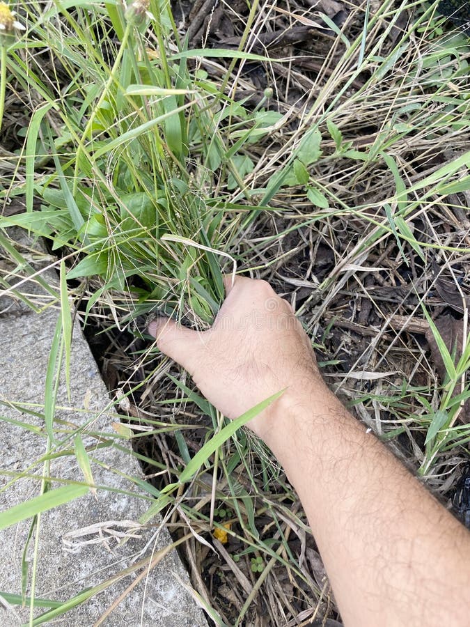 Hand Pull the Grass in Nature Garden Stock Photo - Image of growth ...