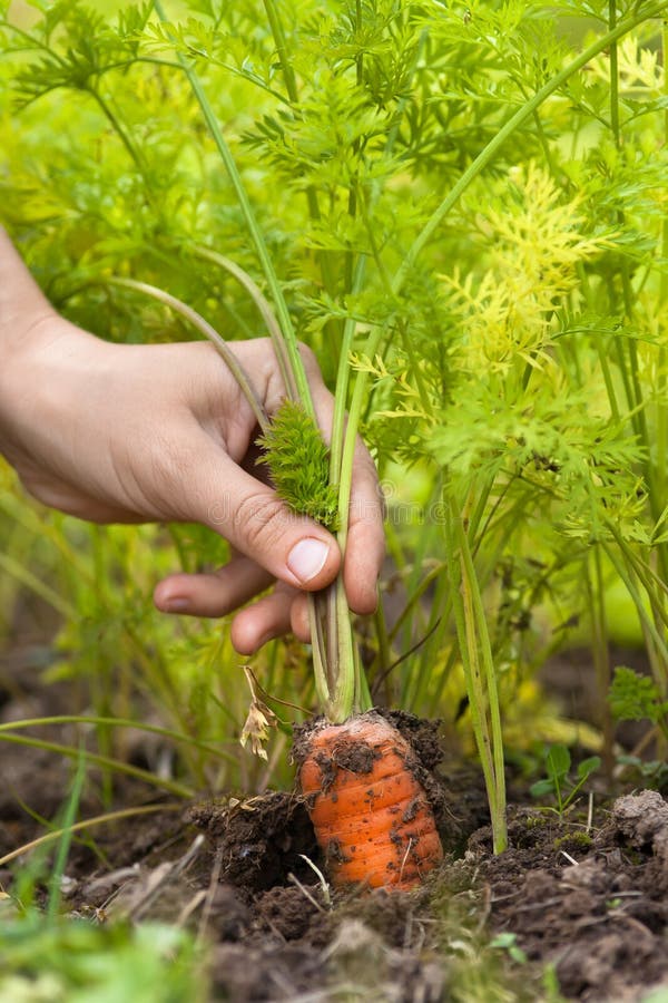 Hand Pulling Carrot in the Garden Stock Photo - Image of pick, hand ...