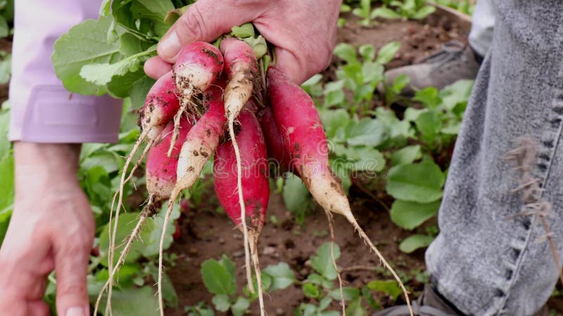 Hand Pulling Freshly Grown Radishes from Soil in Vegetable Garden Stock ...