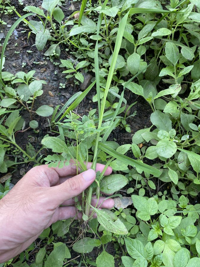 Hand Pulling Grass Weed Out of Garden Stock Image - Image of root ...
