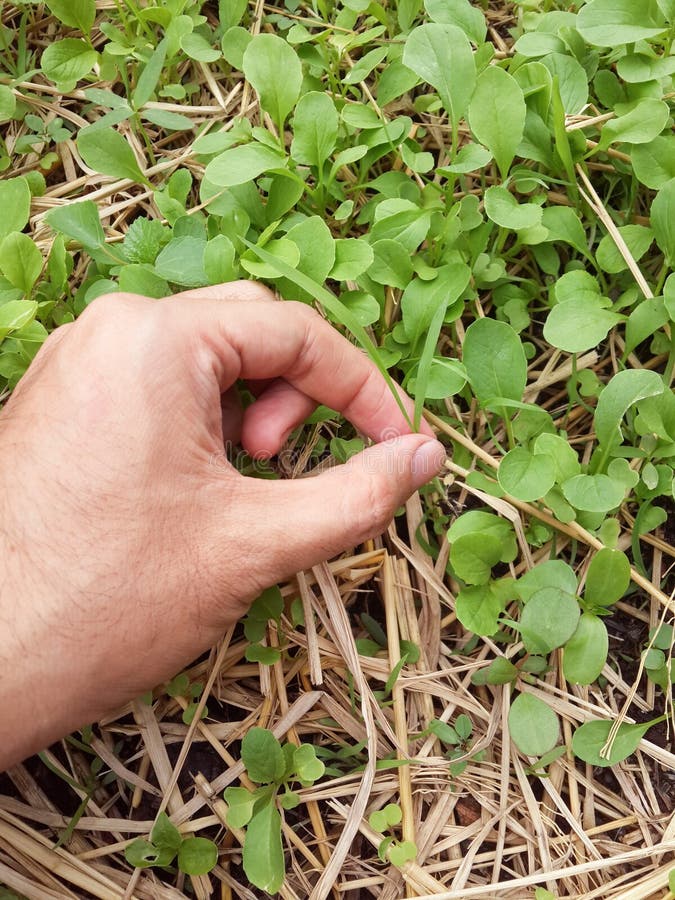 Hand Pulling Grass Weed Out Of Garden Stock Image - Image of remove ...