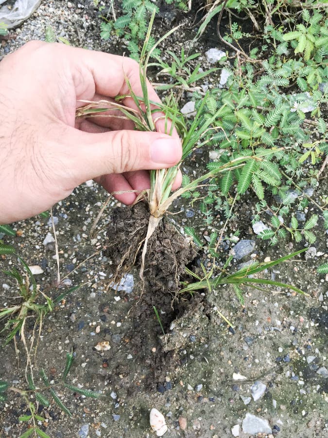 139 Pulling Plant Roots Stock Photos - Free & Royalty-Free Stock Photos ...