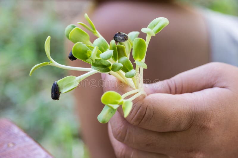 Hand Pulling Seedlings of Plants. Stock Photo - Image of removal ...