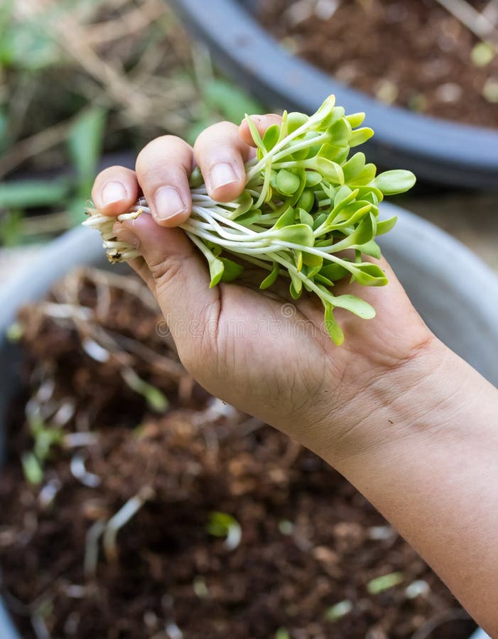 Hand Pulling Seedlings of Plants. Stock Image - Image of occupation ...