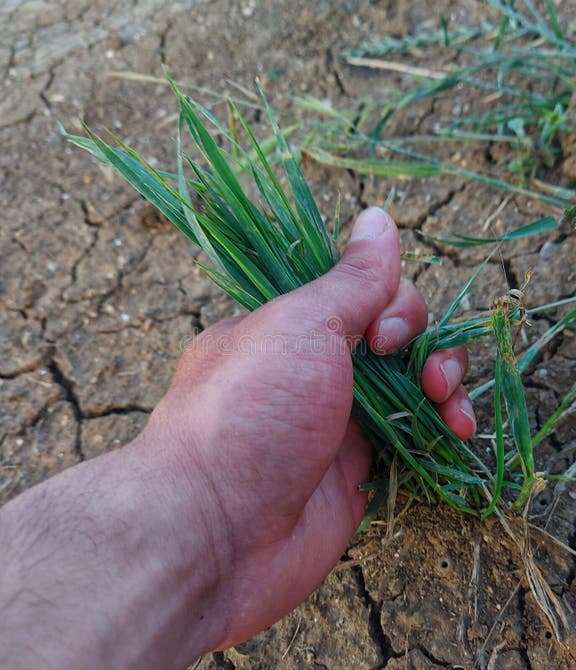 A Hand Pulling Up Green Grass in a Very Dry Land Stock Image - Image of ...