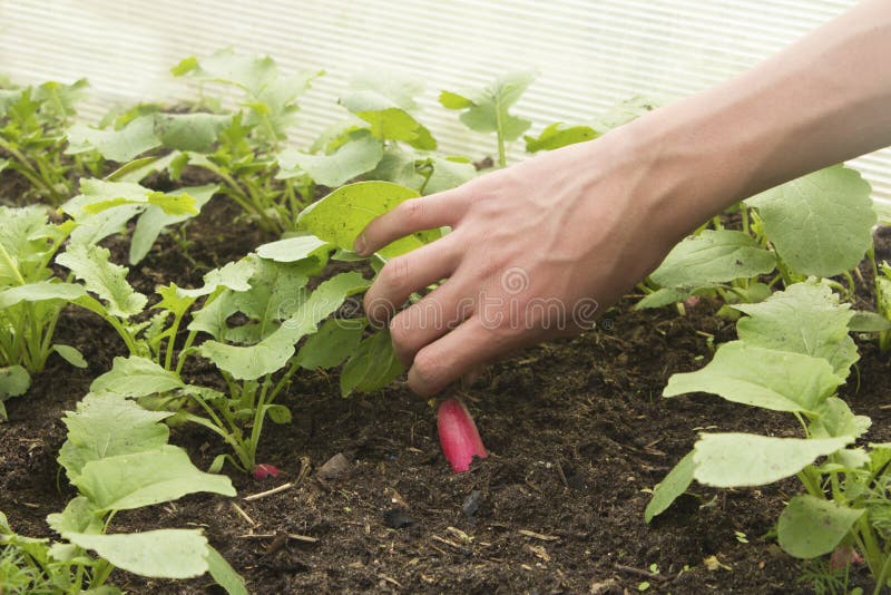 Hand Pulls Radish Out of Ground Stock Photo - Image of nutrition, green ...