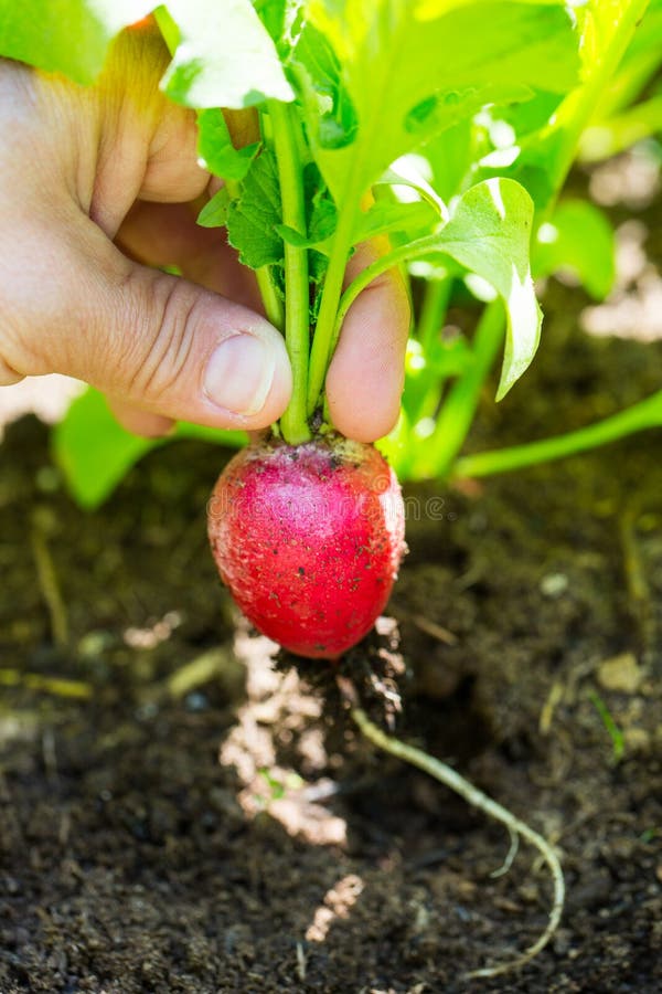 A Hand Pulls a Radish Out of the Ground Stock Photo - Image of harvest ...
