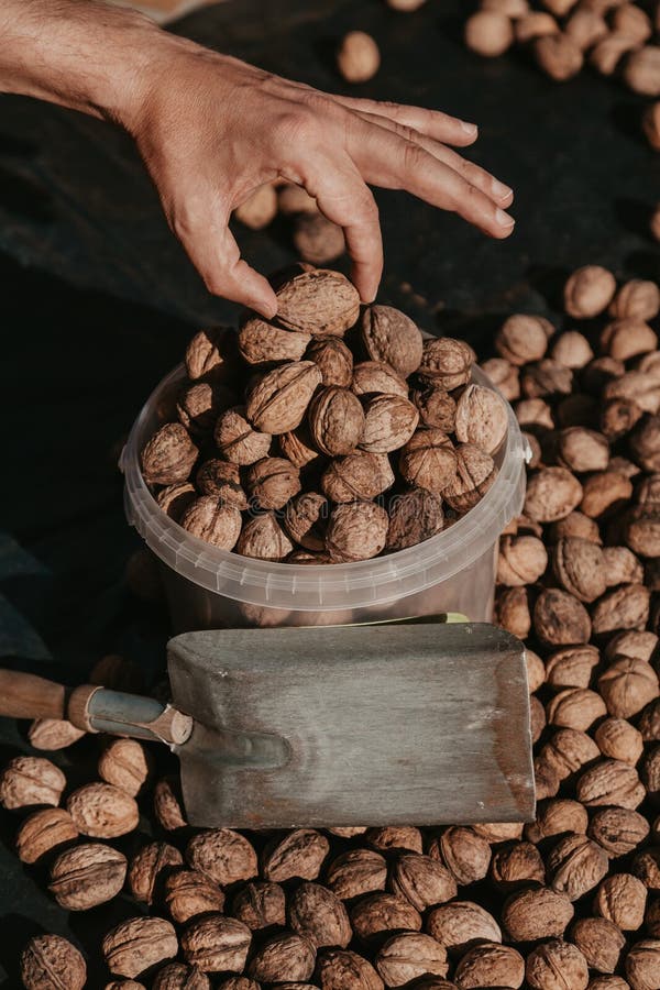 Hand Puts Walnuts in Plastic Bucket Stock Image - Image of embossed ...