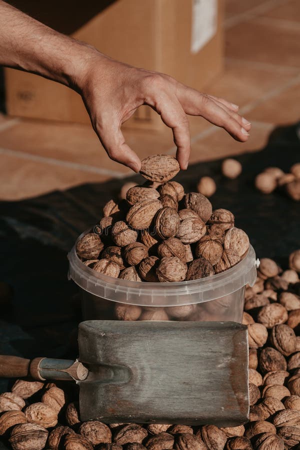 Hand Puts Walnuts in Plastic Bucket Stock Image - Image of harvesting ...