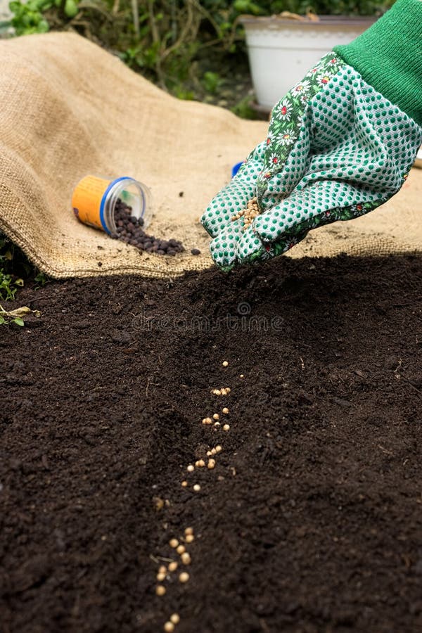 Dibble Sowing Stock Photos - Free & Royalty-Free Stock Photos from ...