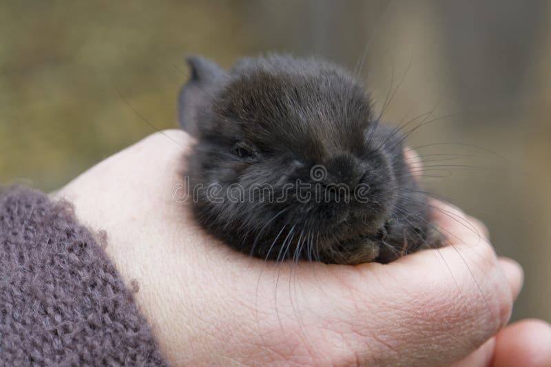 Hand and rabbit stock photo. Image of baby, softness - 33398810