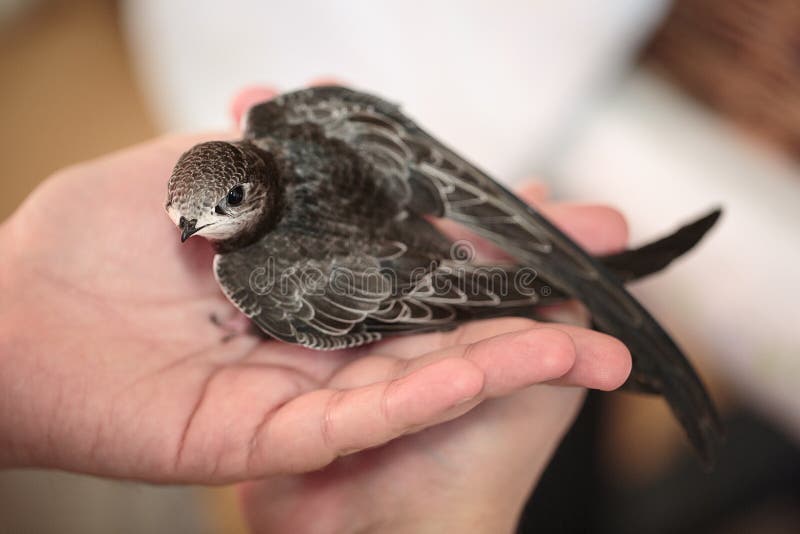 Hand Raised Young Swifts stock photo. Image of apus - 147304742