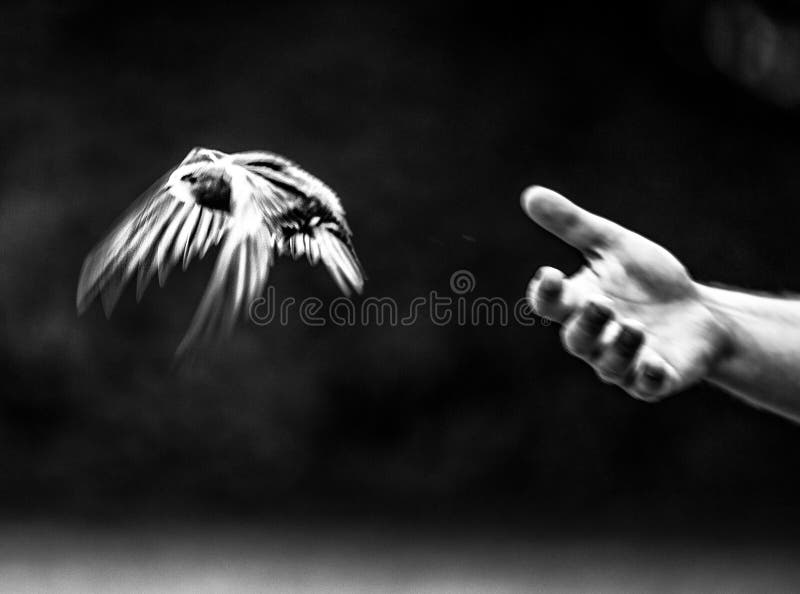 Hand Raised Young Swifts stock image. Image of swift - 147304867