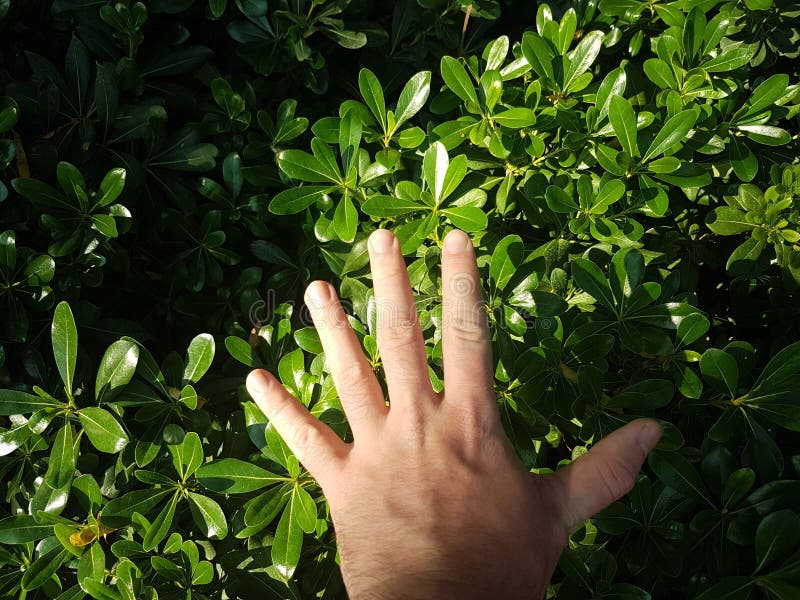 Hand Reaches for the Leaves Pattern in the Sunlight Stock Photo - Image ...