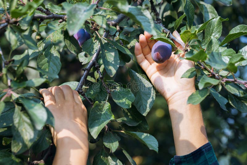 Hand Reaches for Prunes. Farmer Harvesting Stock Photo - Image of ...