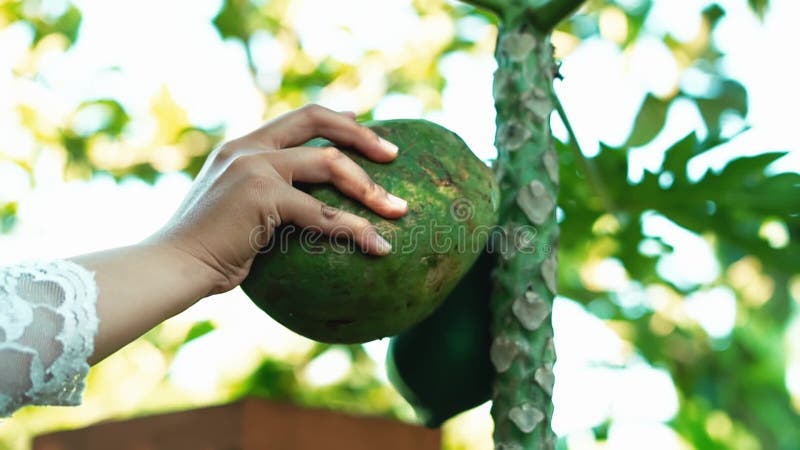Hand Reaching for Ripe Green Fruit on Tree Stock Footage - Video of ...