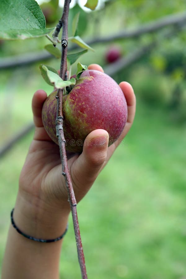 Hand Reaching Up To Pick an Apple from the Branch Stock Image - Image ...