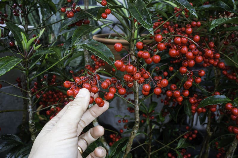 Hand on Red Ball of Plant Tree Stock Photo - Image of foliage, selling ...