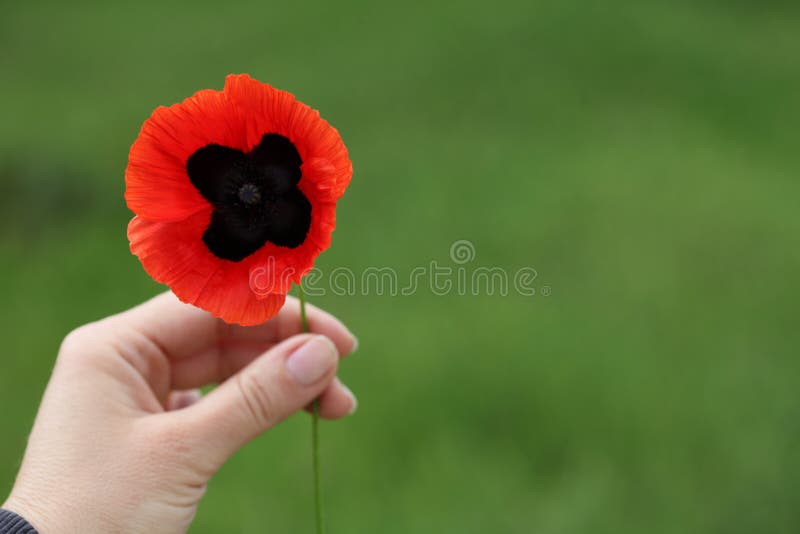 Hand with red poppy flower stock image. Image of invitation - 87157101